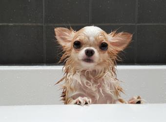 Dr. Patrick Mahaney - Los Angeles Veterinarians